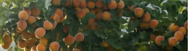 Apricots From God | About Jason Vale | #1 New Community Blog